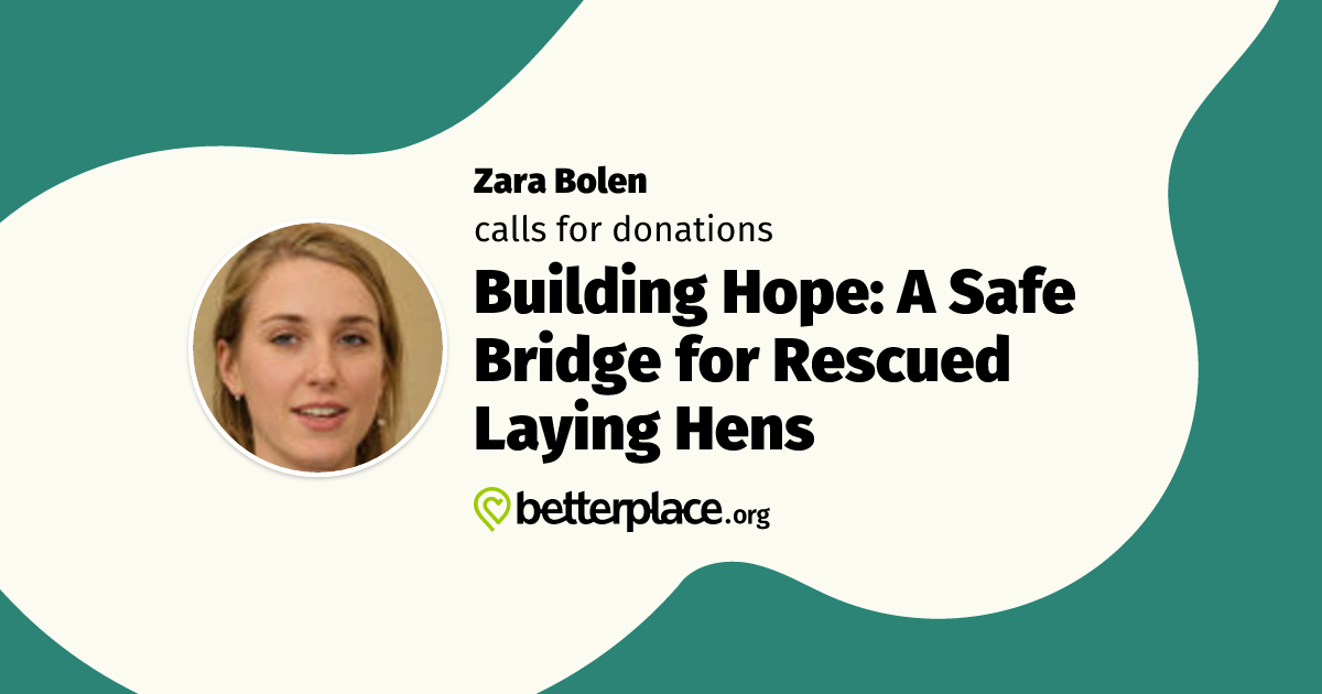 Building Hope: A Safe Bridge for Rescued Laying Hens by Zara Bolen ...